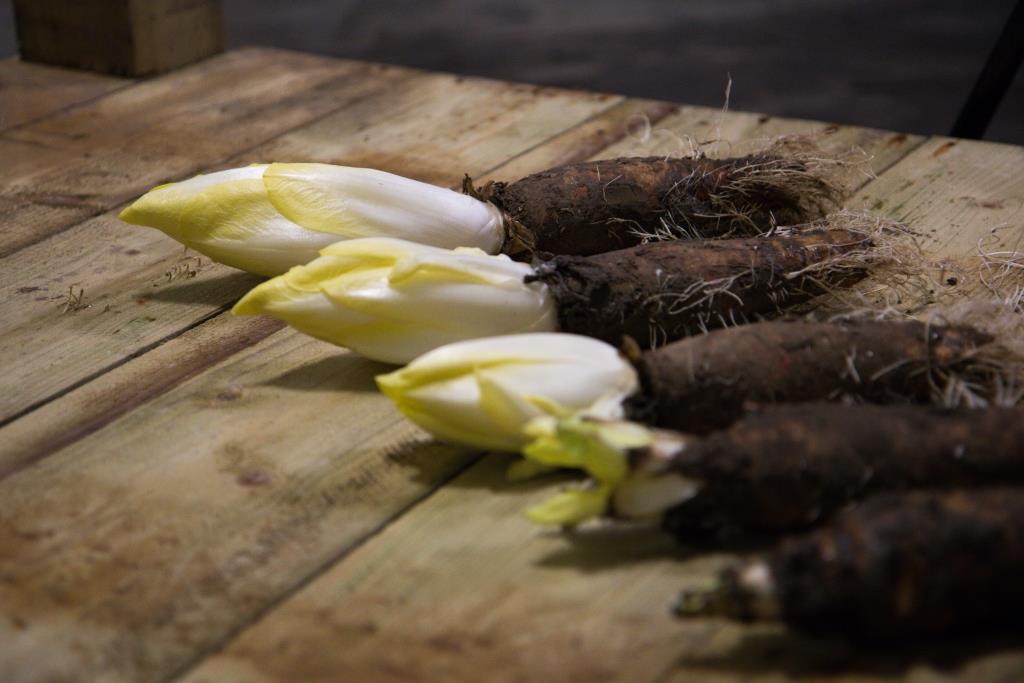 Chicory cultivation - Vitalof (English)