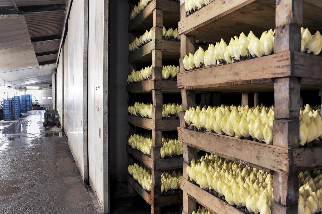 Chicory cultivation - Vitalof (English)