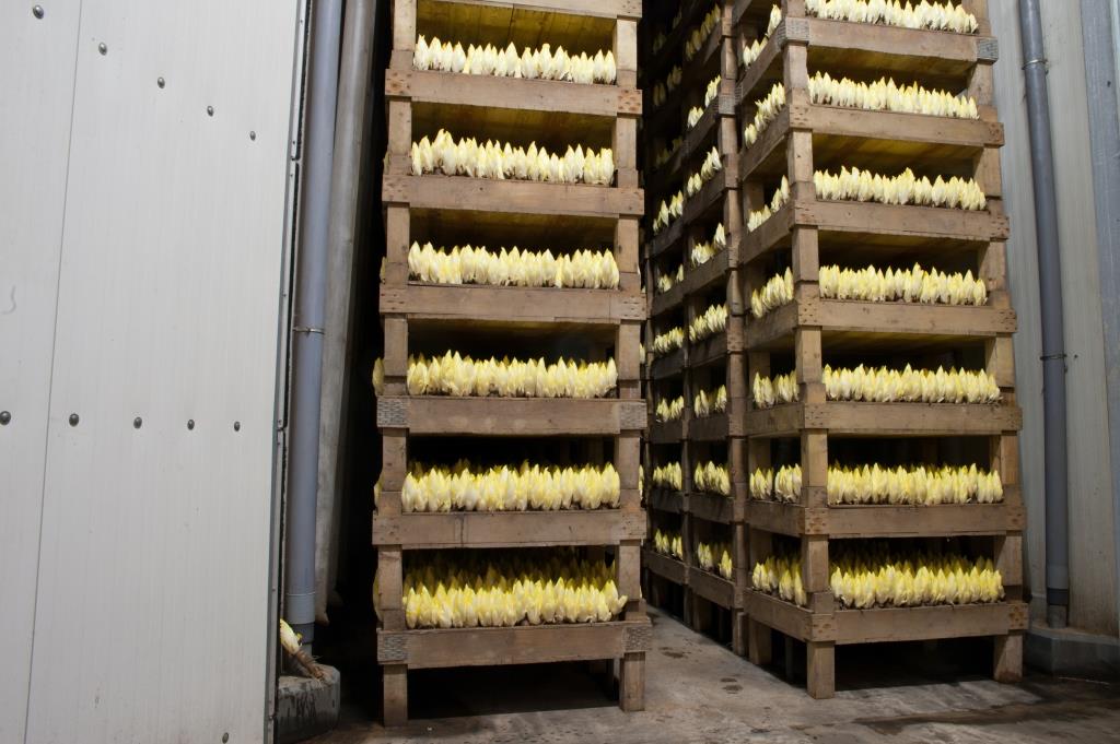 Witlofteelt - Vitalof